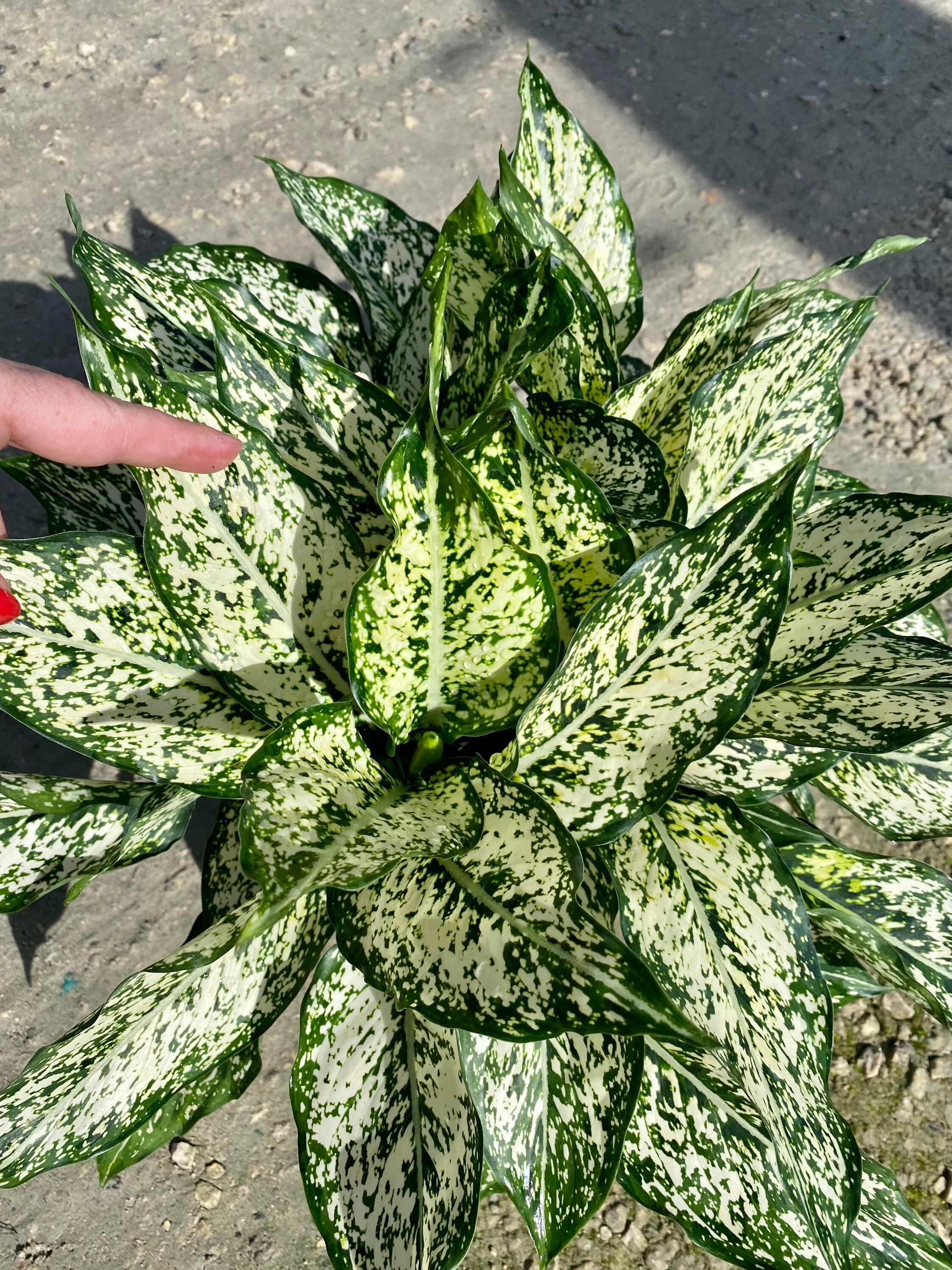 Aglaonema Spring Snow White Dalmation 8 Pot - Etsy