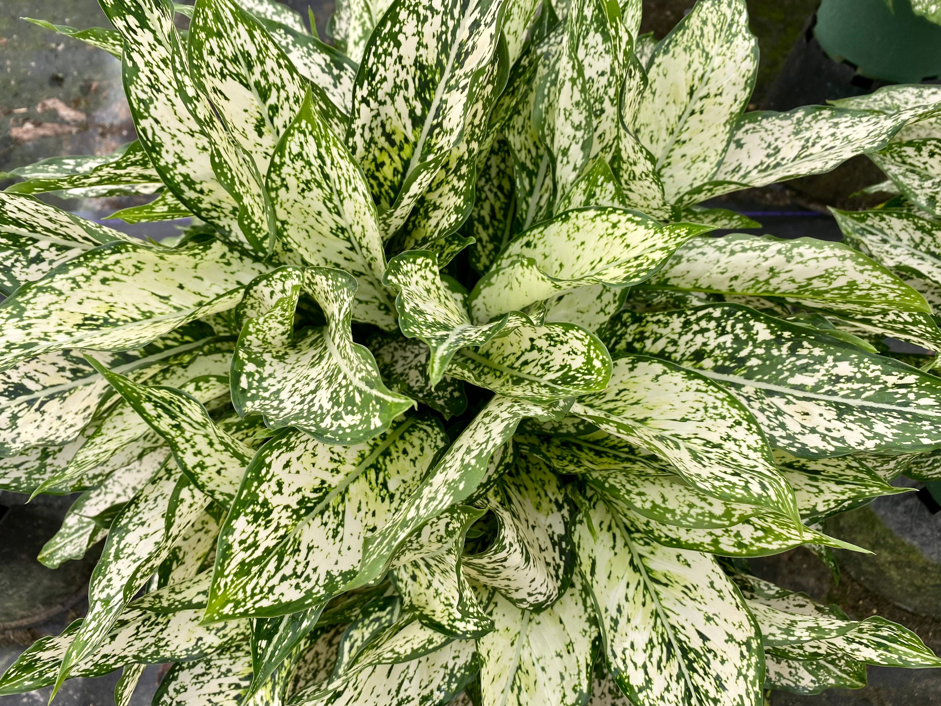Aglaonema Spring Snow White Dalmation 10 Pot - Etsy
