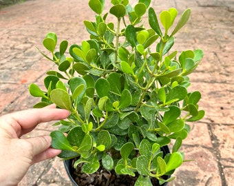 Dwarf PINK CLUSIA Rosea Nana Tropical Live Plant Character Bonsai Shrub ...