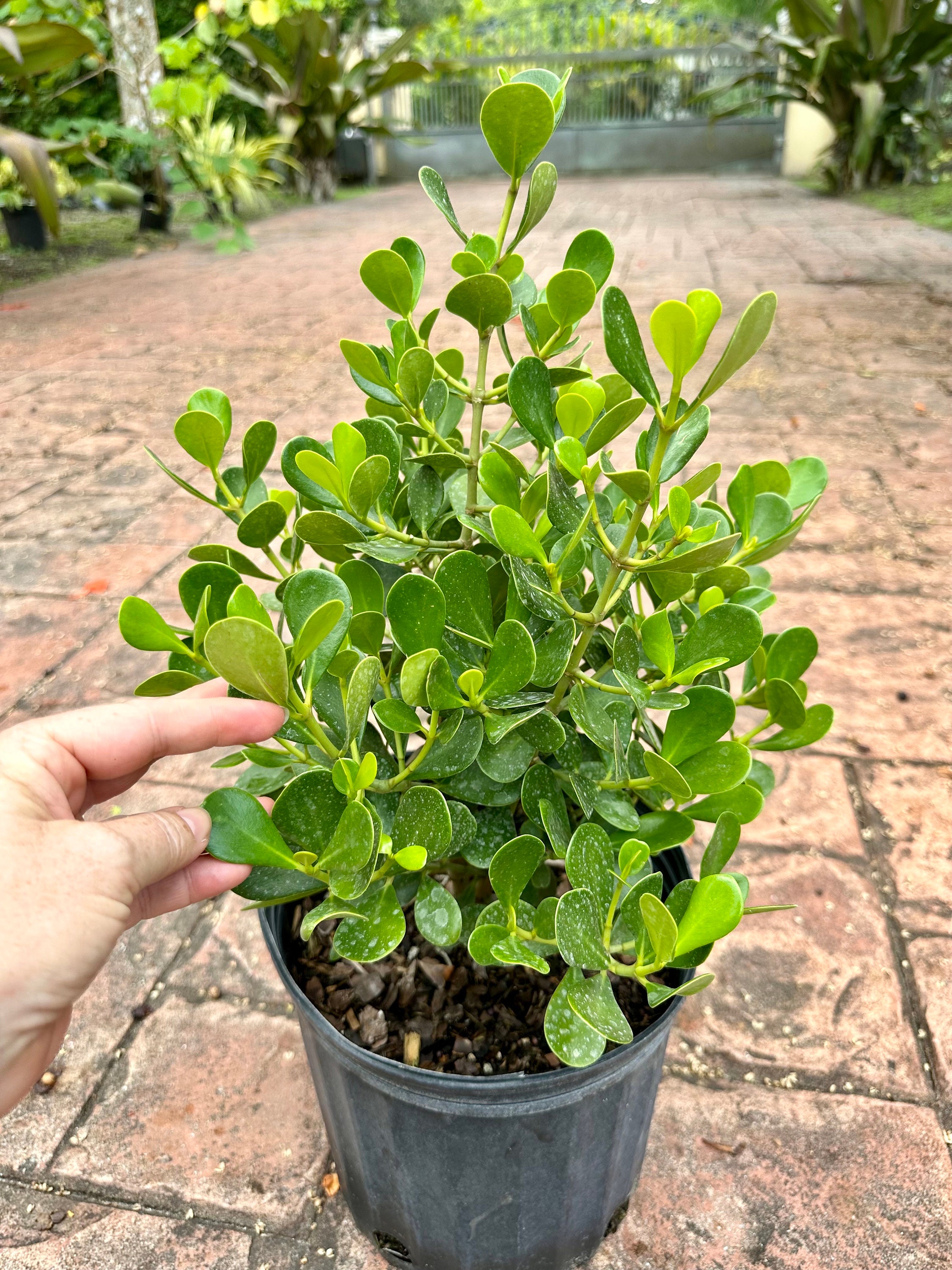 Dwarf Clusia Rosea, 10” Pot - Etsy