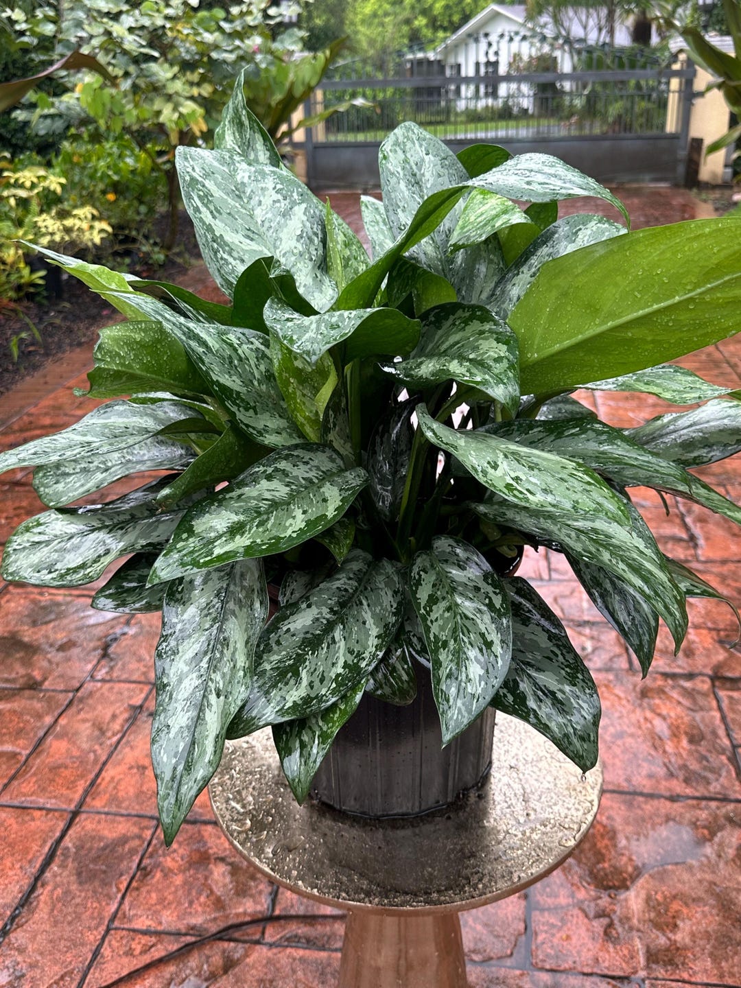 Aglaonema Painted Princess, 10" Pot - Etsy