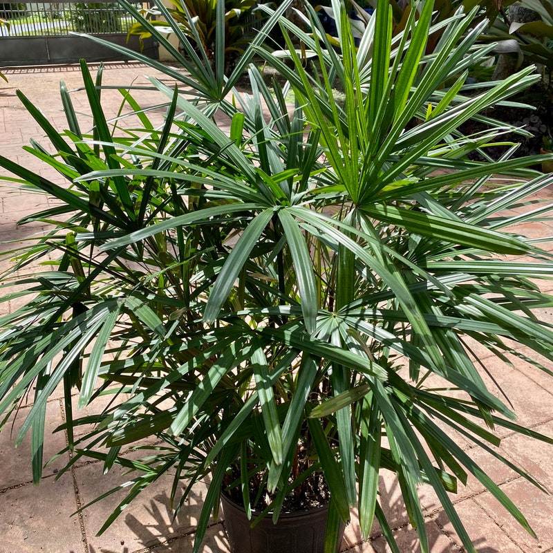 Lady Palm - Etsy