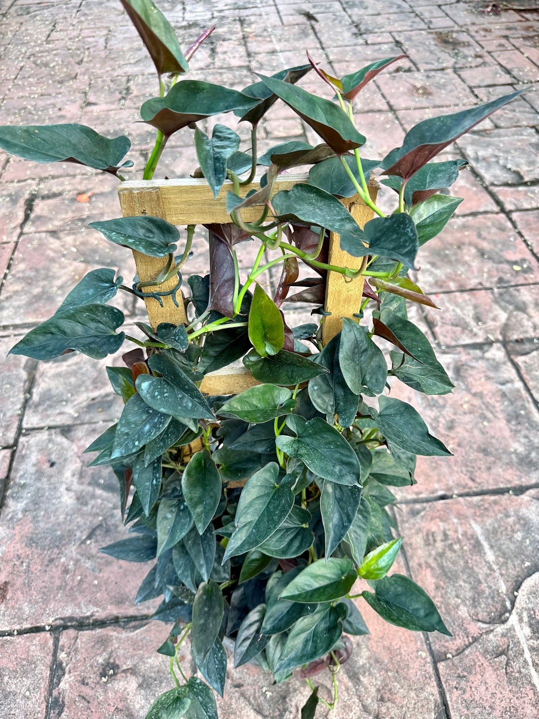 Syngonium Red Arrow, Llano Carti Road Erythrophyllum, 10 Pot Trellis - Etsy