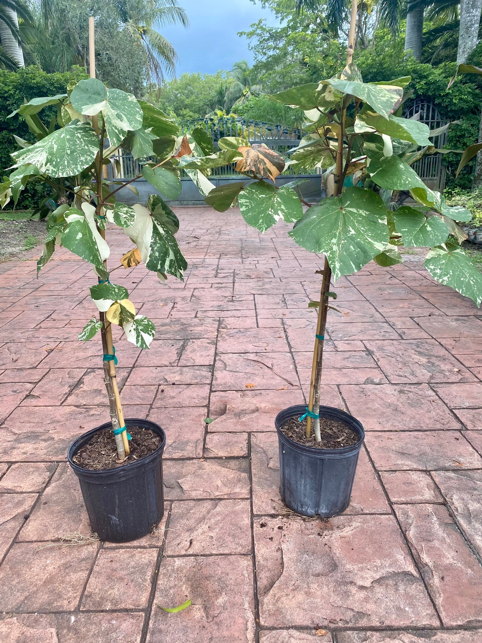 Variegated Mahoe Tree sea Hibiscus 10/3 G Pot 40 Tall - Etsy