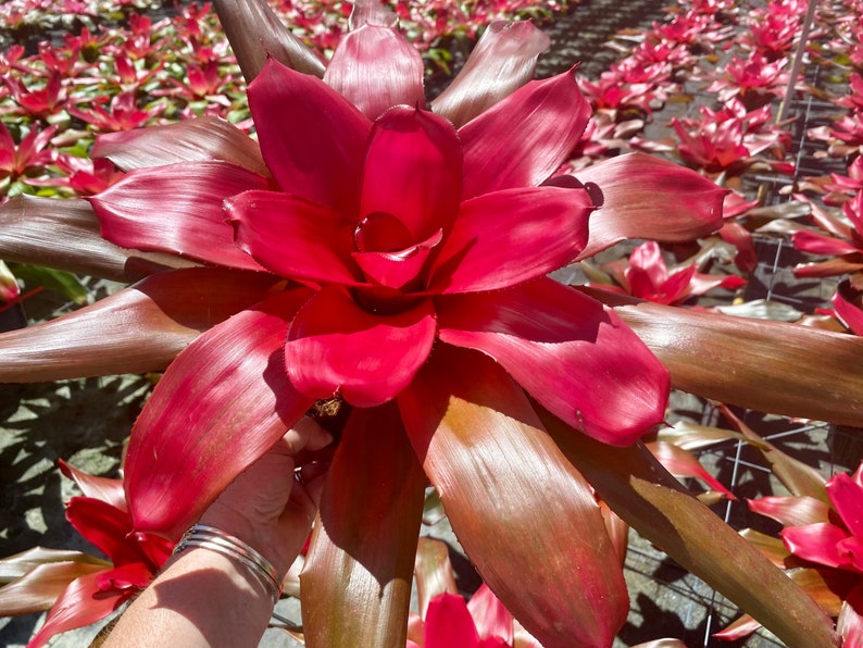 Neoregelia ‘maria’ Bromeliad, 6” Pot - Etsy