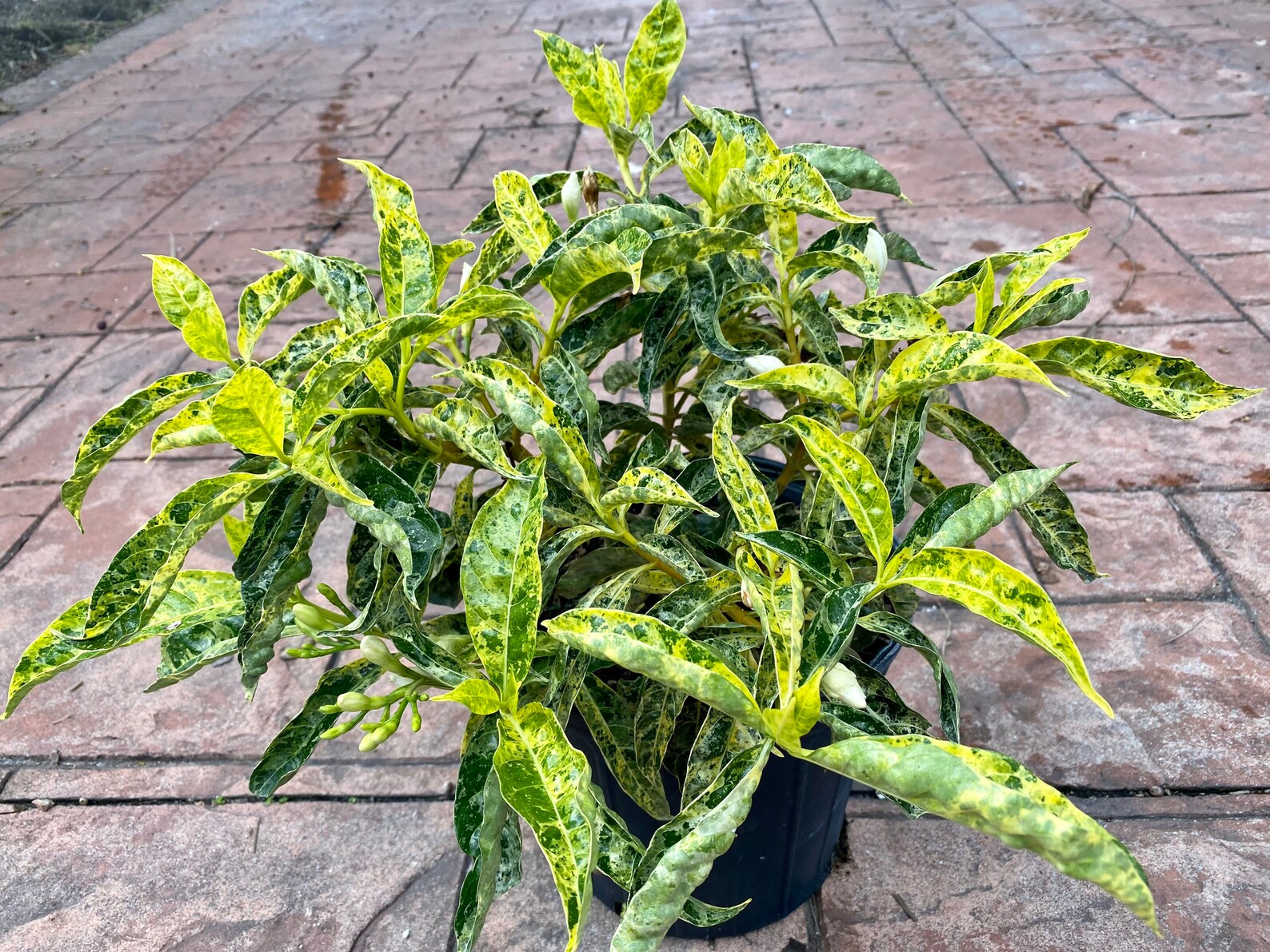 Rare Variegated Tabernaemontana gold Nugget Variegated Crepe - Etsy