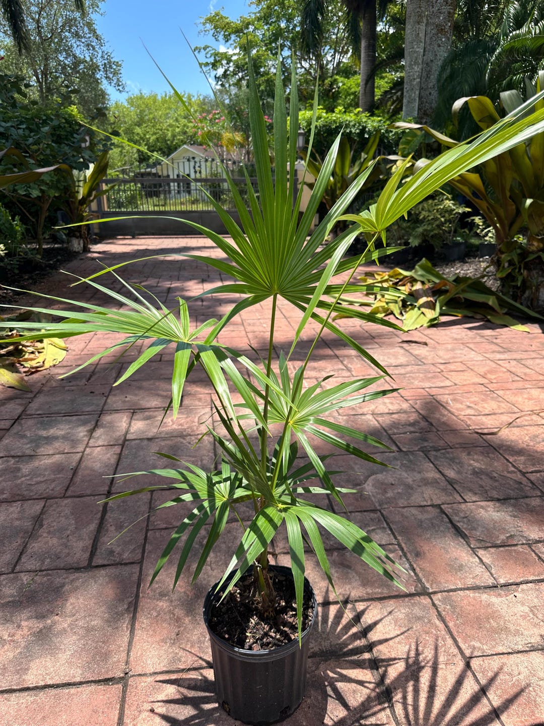 Florida Native Thatch Palm, Thrinax Radiata, 10" Pot. Tall - Etsy
