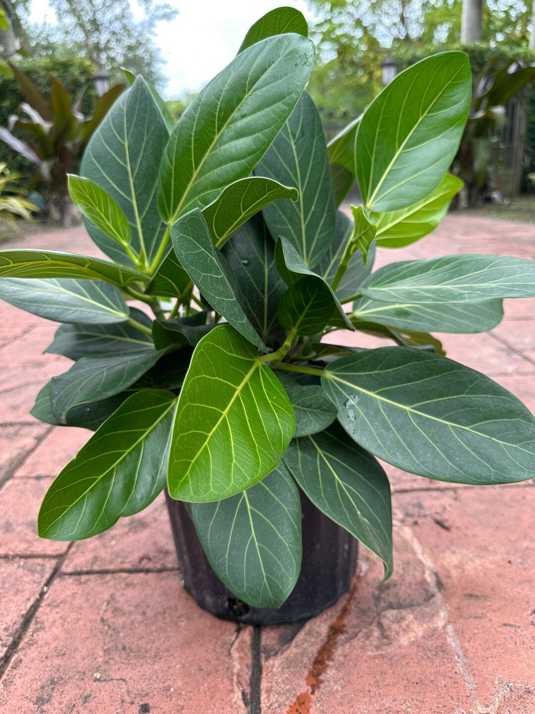 Ficus Benghalensis Audrey Bush Form 10 Pot - Etsy