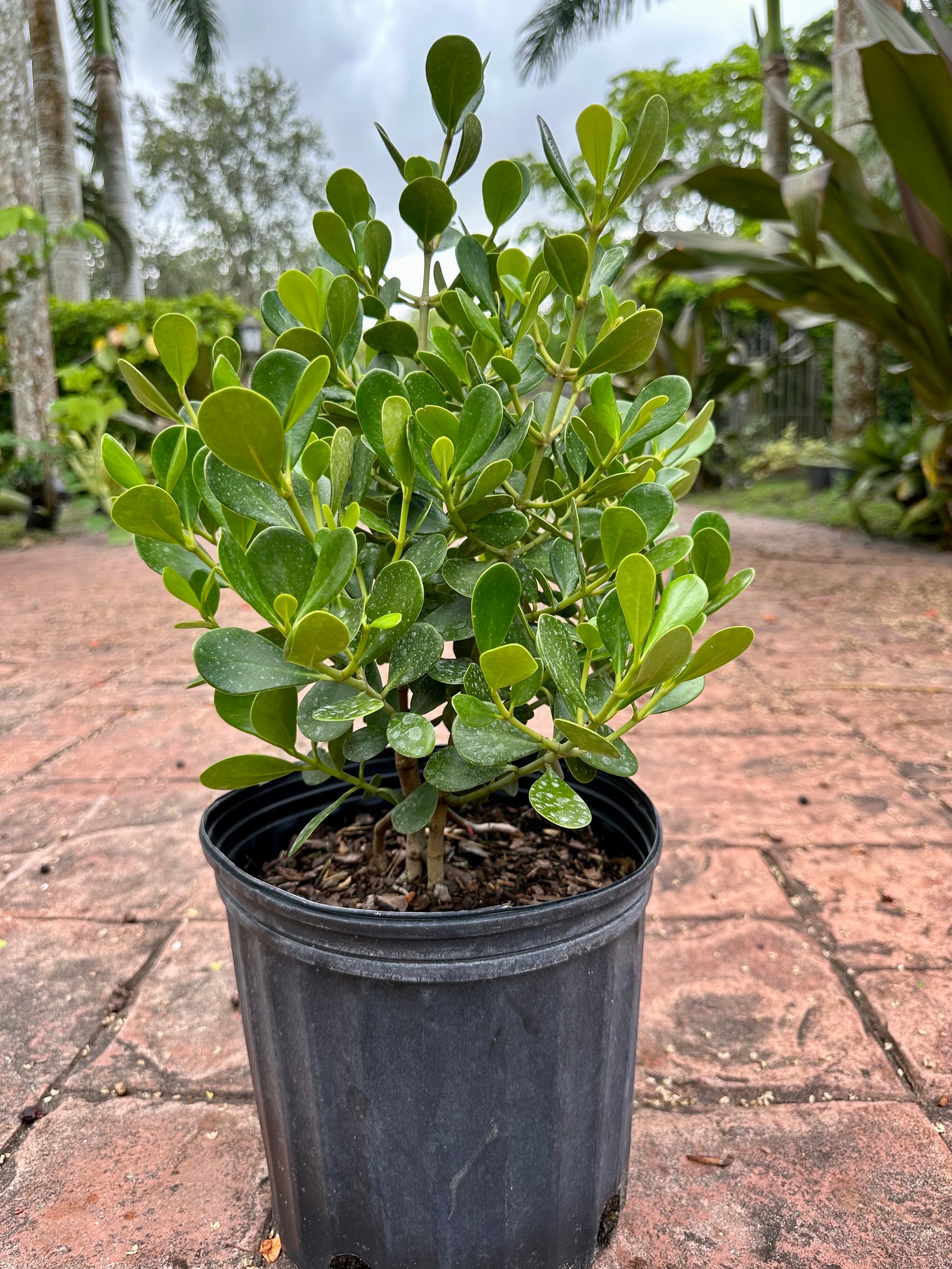Dwarf Clusia Rosea, 10” Pot - Etsy