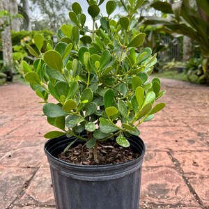 Dwarf Clusia Rosea, 10” Pot - Etsy