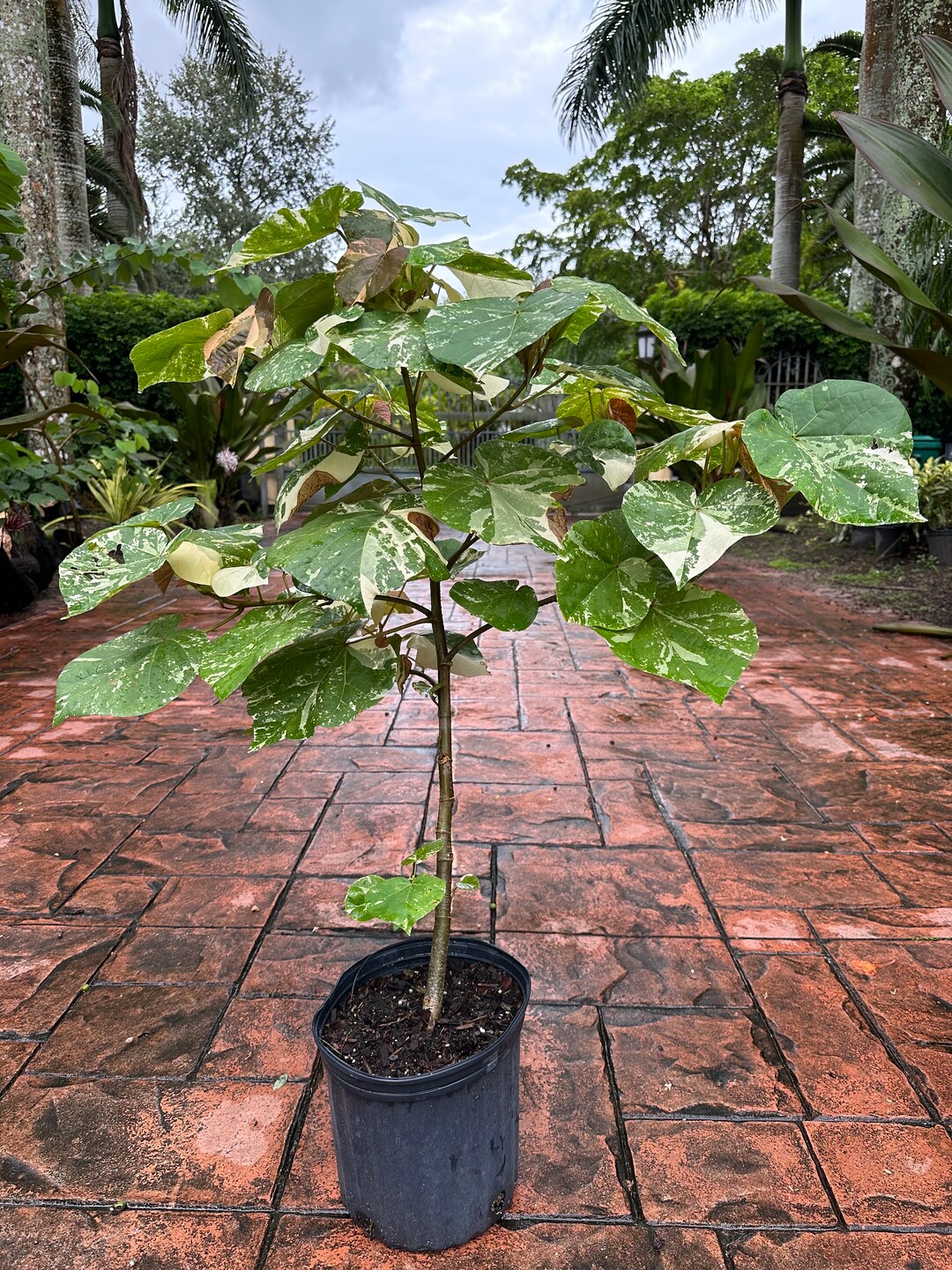 Variegated Mahoe Tree Sea Hibiscus 10 3 G Pot Etsy