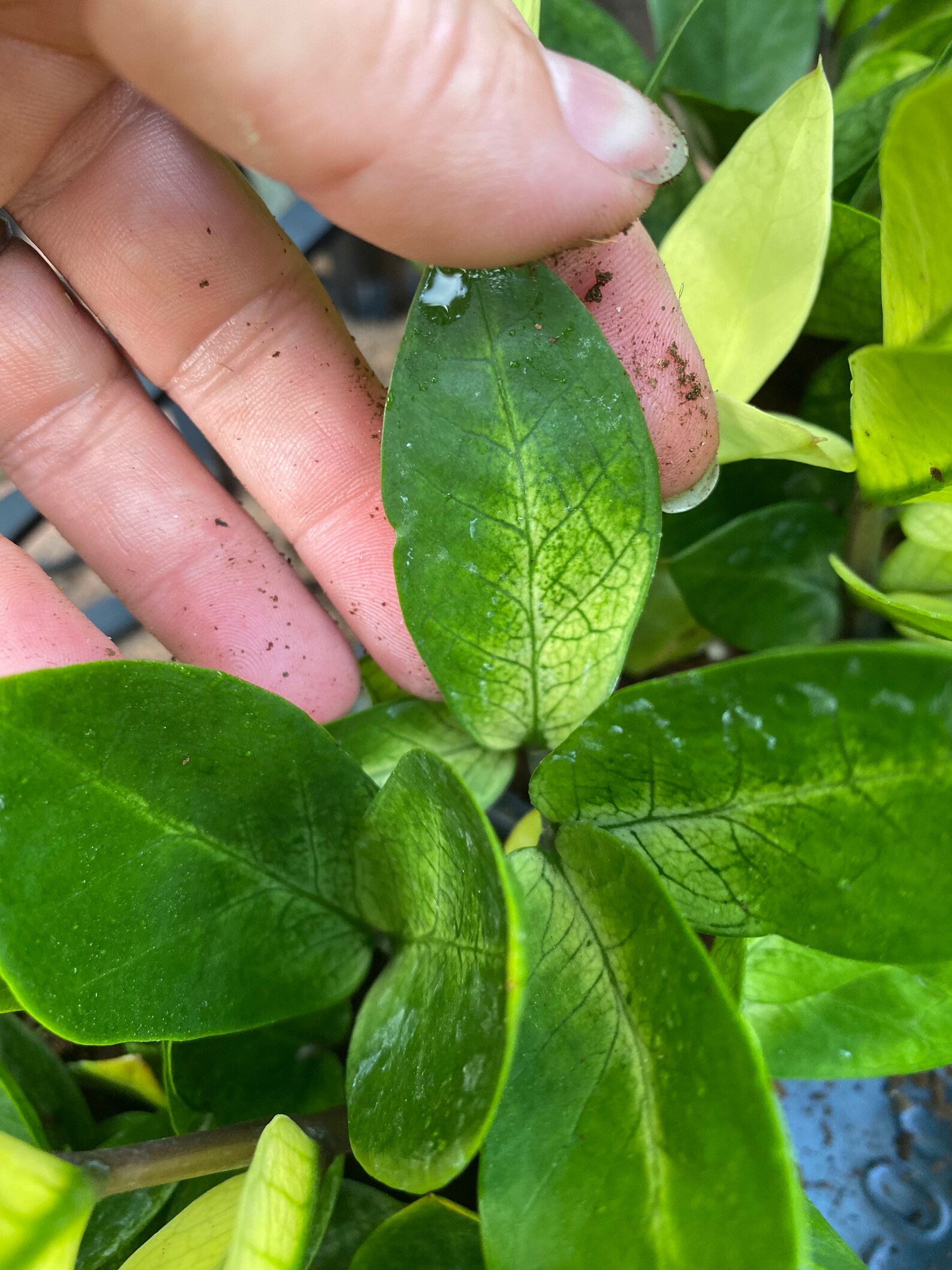 Chameleon ZZ - Zamioculcas Zamiifolia, 6” Pot. - Etsy