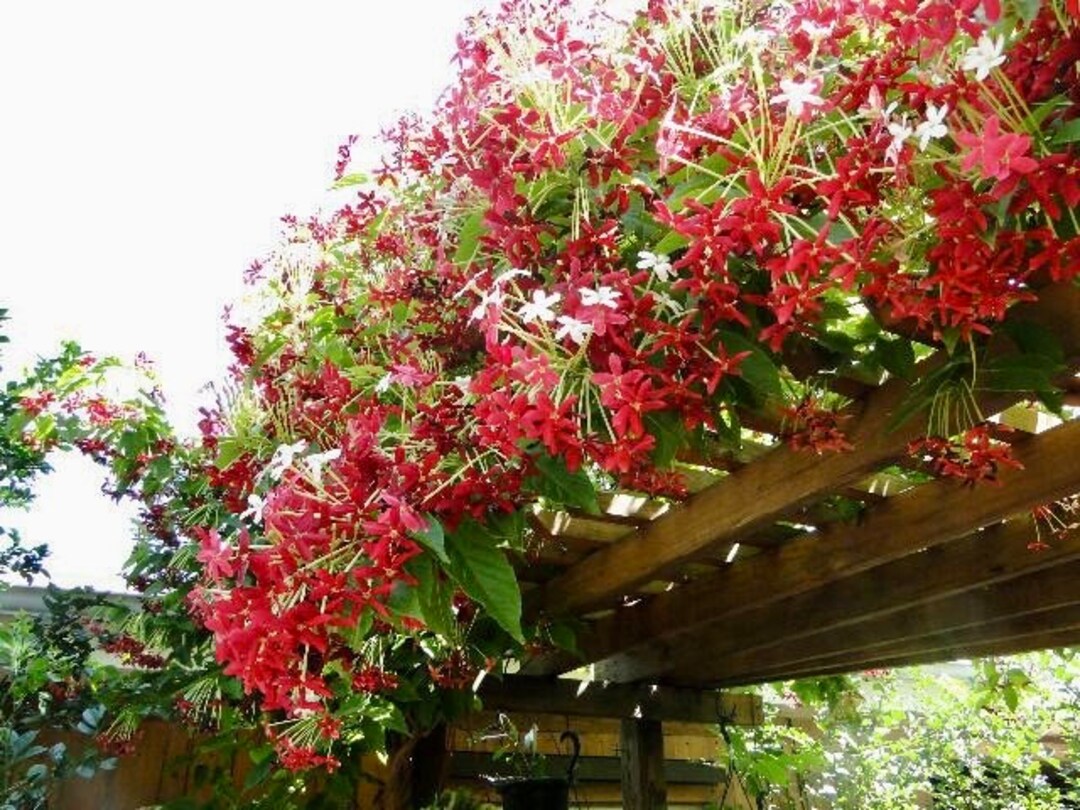 Rangoon Creeper, Quisqualis Indica, Single Flower, 10 Pot Vine/climber ...