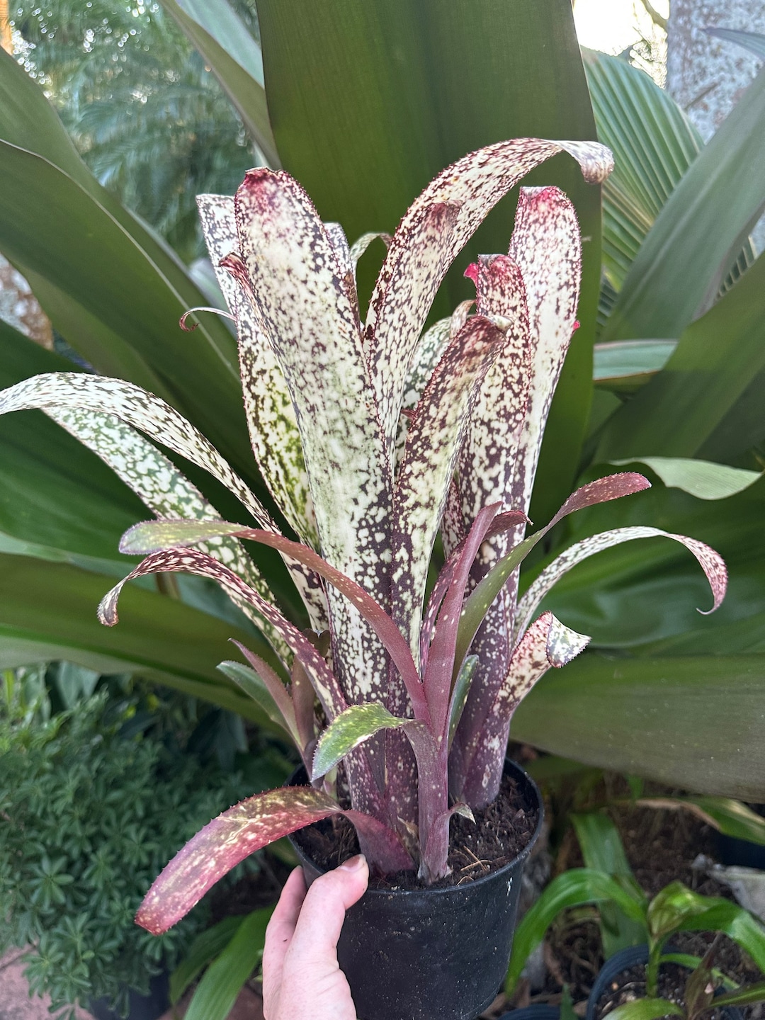 Billbergia ‘lots of Spots’ Hybrid, Casablanca Bromeliad, 6” Pot 3 ...
