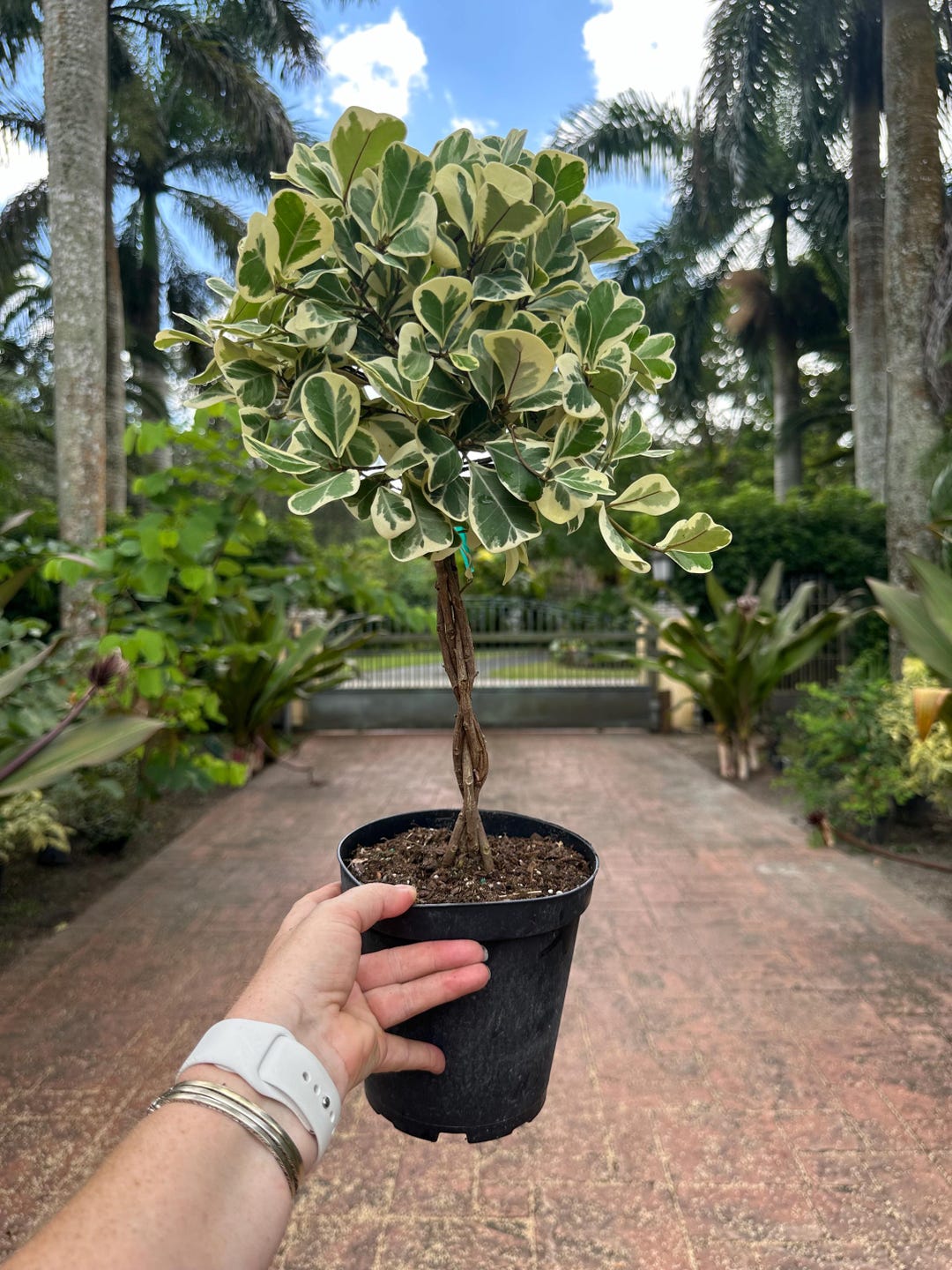 Variegated Ficus Natalensis - Ficus Triangularis, 6” Pot - Tree Form ...