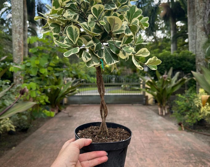 Variegated Ficus Natalensis - Ficus Triangularis, 6” Pot - Tree Form ...