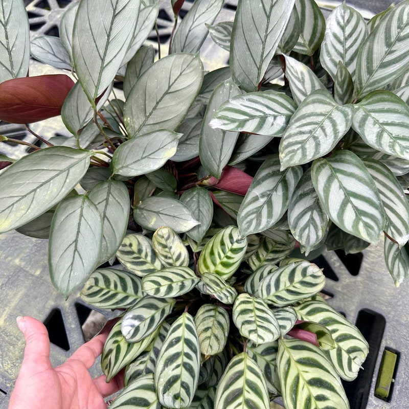 Calathea White Star - Etsy