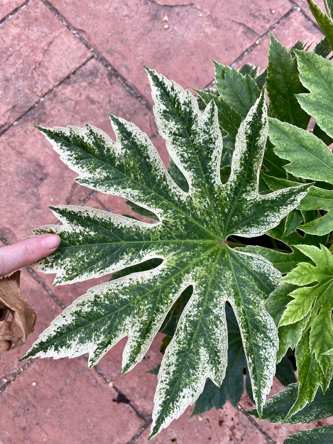 Variegated Fatsia Japonica - Spiders Web Plant, 10” Pot - Etsy