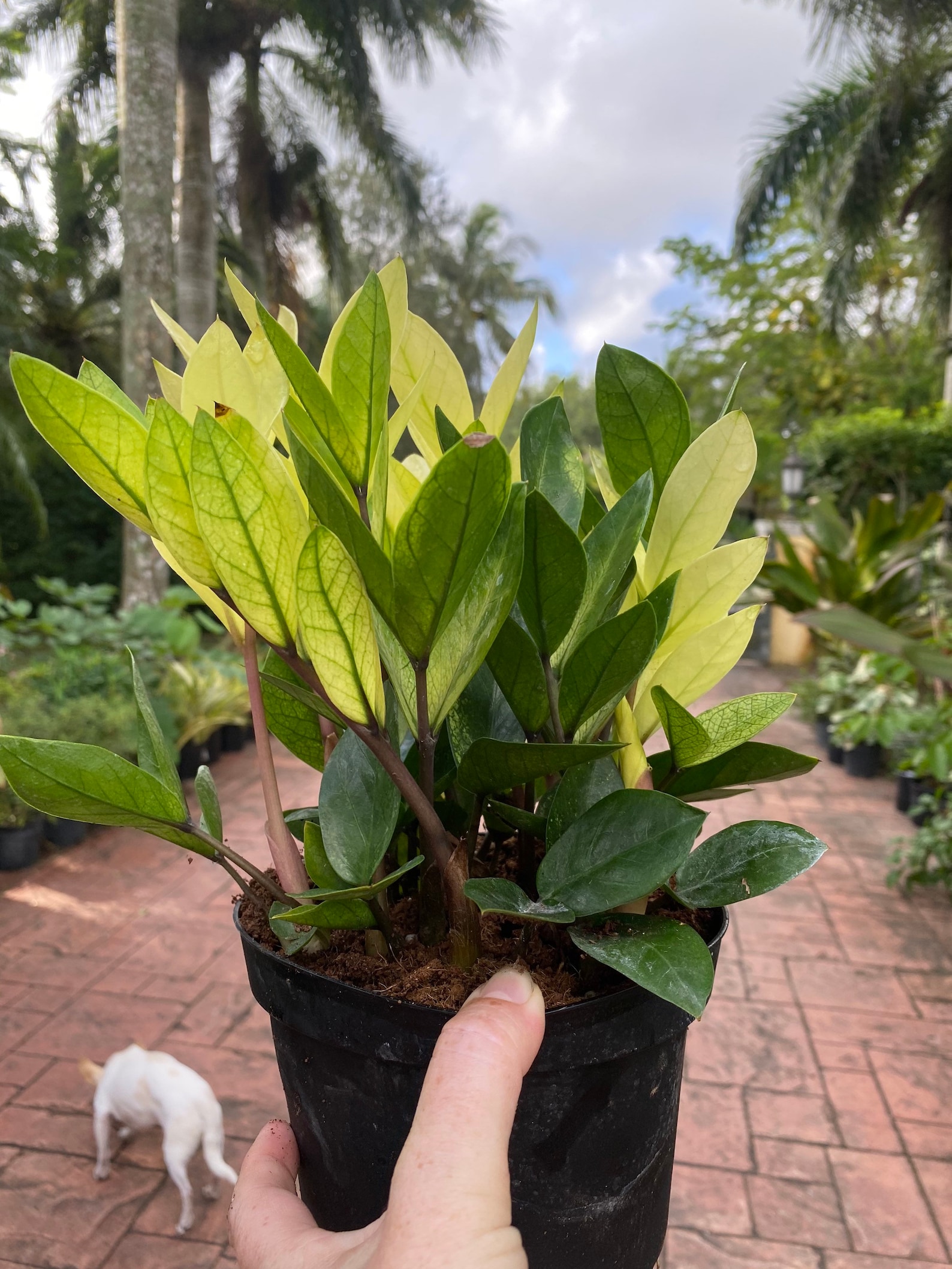 Chameleon ZZ - Zamioculcas Zamiifolia, 6” Pot. - Etsy