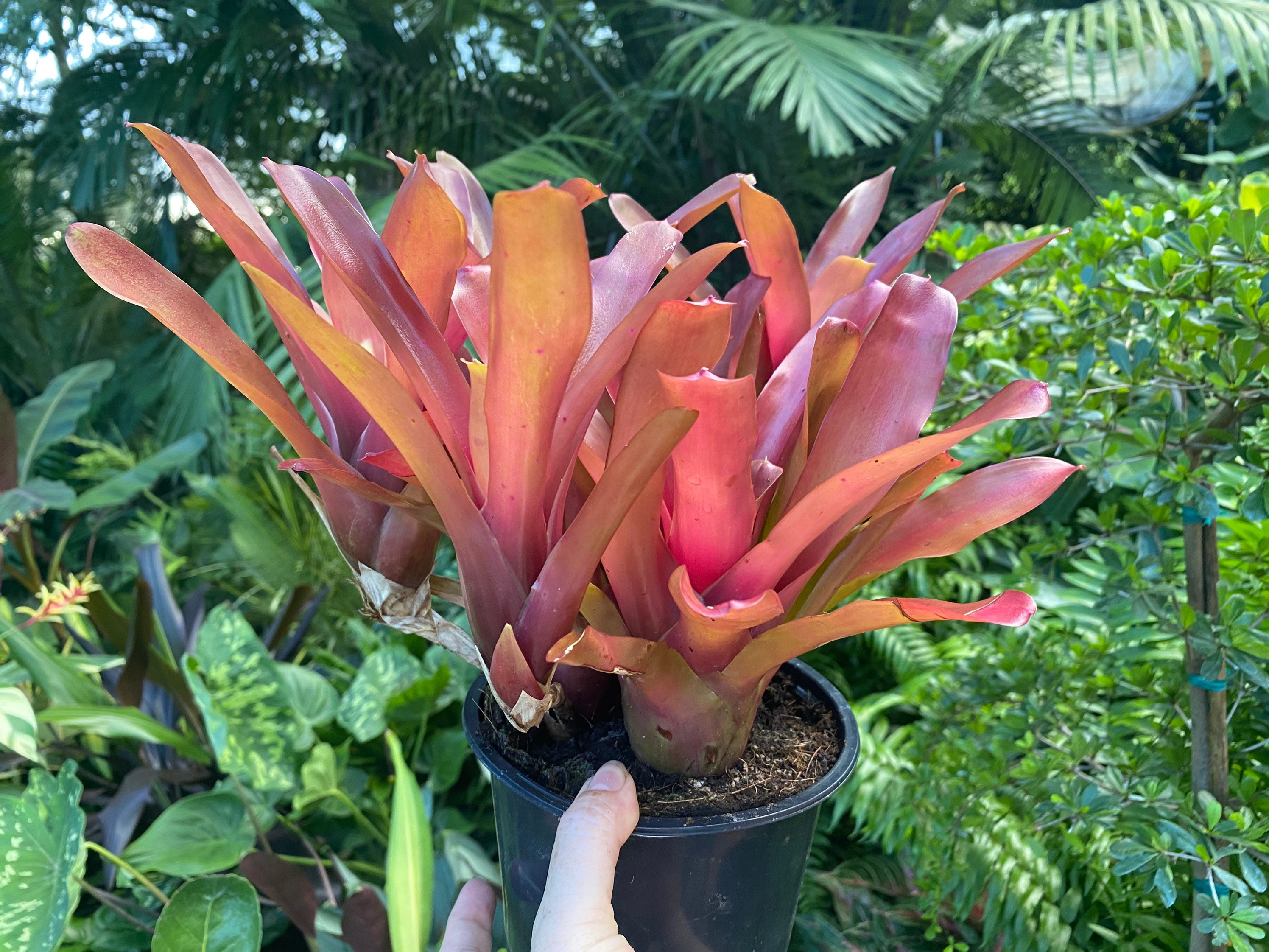 Neoregelia super Fireball 6 Pot Full Pot - Etsy