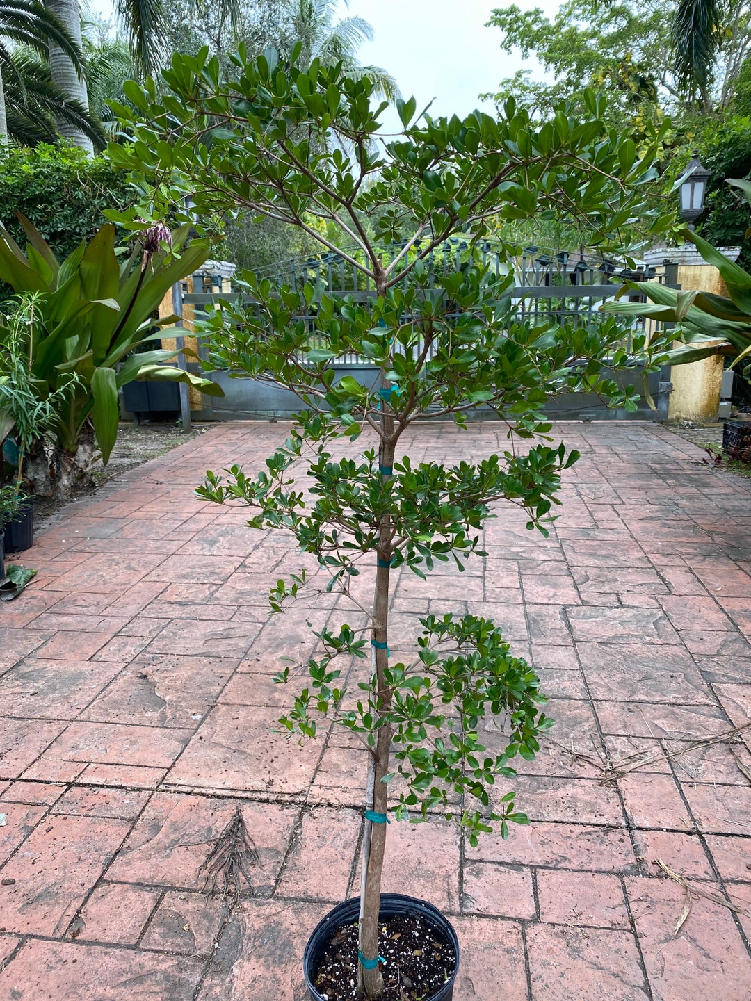 Black Olive Tree Bucida Buceras. Bonsai Shady Lady 10 Pot - Etsy