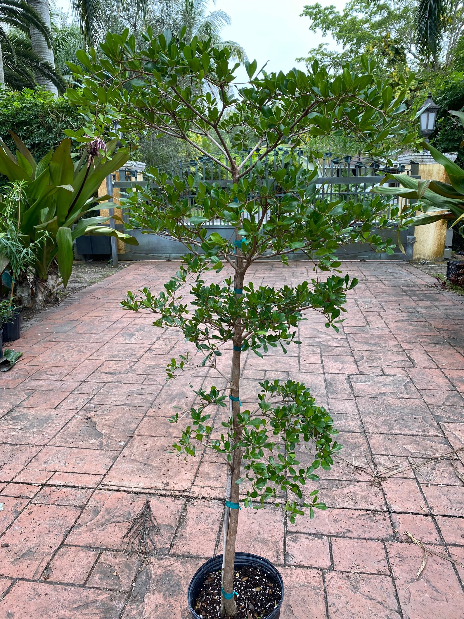 Black Olive Tree Bucida Buceras. Bonsai Shady Lady 10 Pot - Etsy