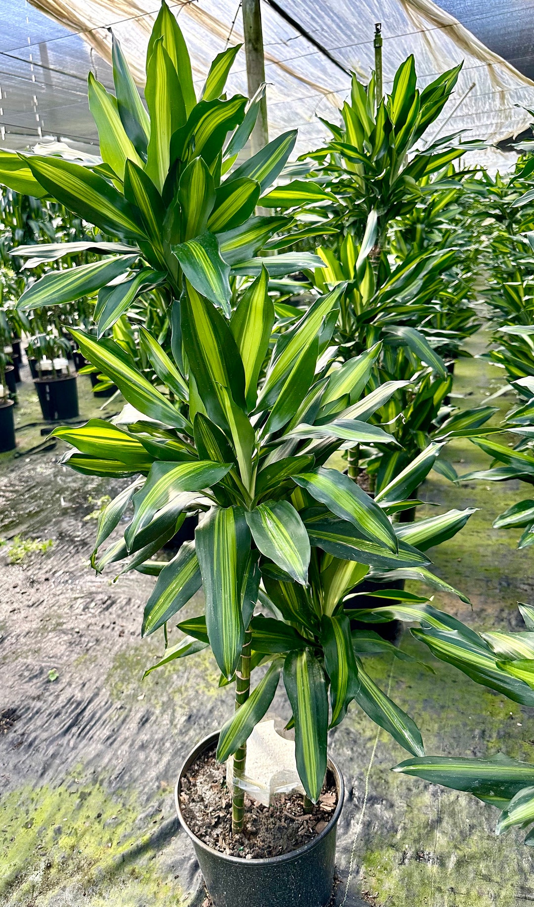 Dracaena Cintho, 3 Ppp Staggered. 10 Pot - Etsy