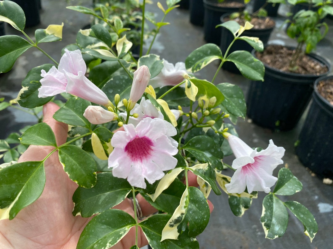 Pandorea Jasminoides