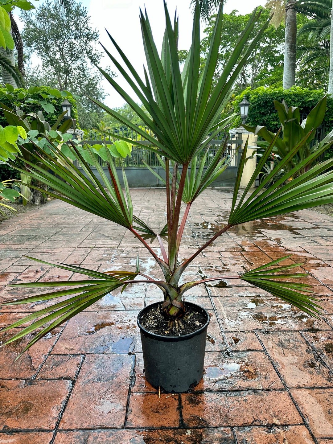 Rare Red Latan Palm, Latania Lontaroides, 10” Pot - Etsy