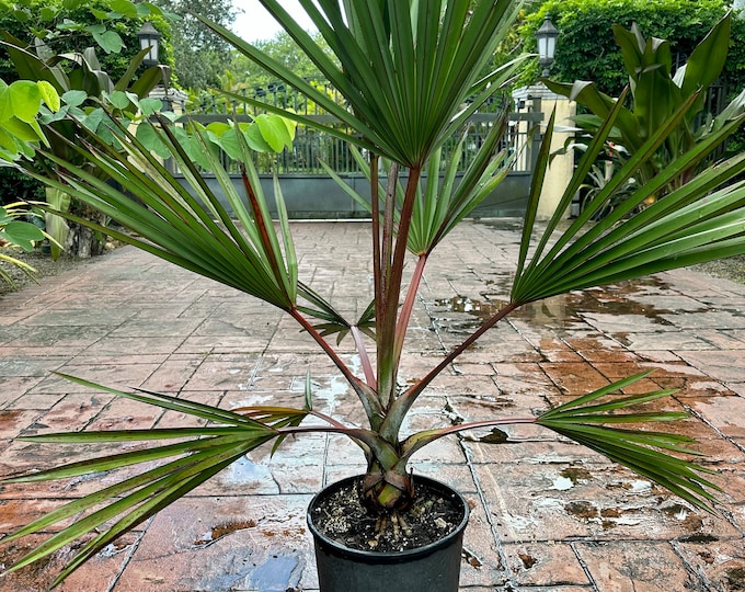 Rare Red Latan Palm, Latania Lontaroides, 10” Pot - Etsy