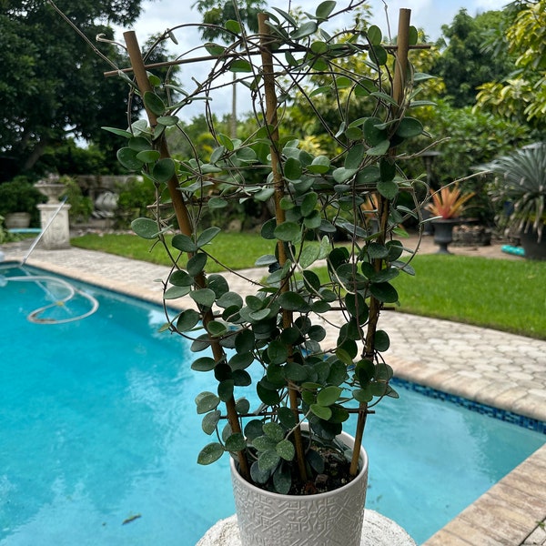 Hoya Mathilde - Etsy