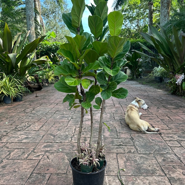 Dwarf Fig Tree - Etsy