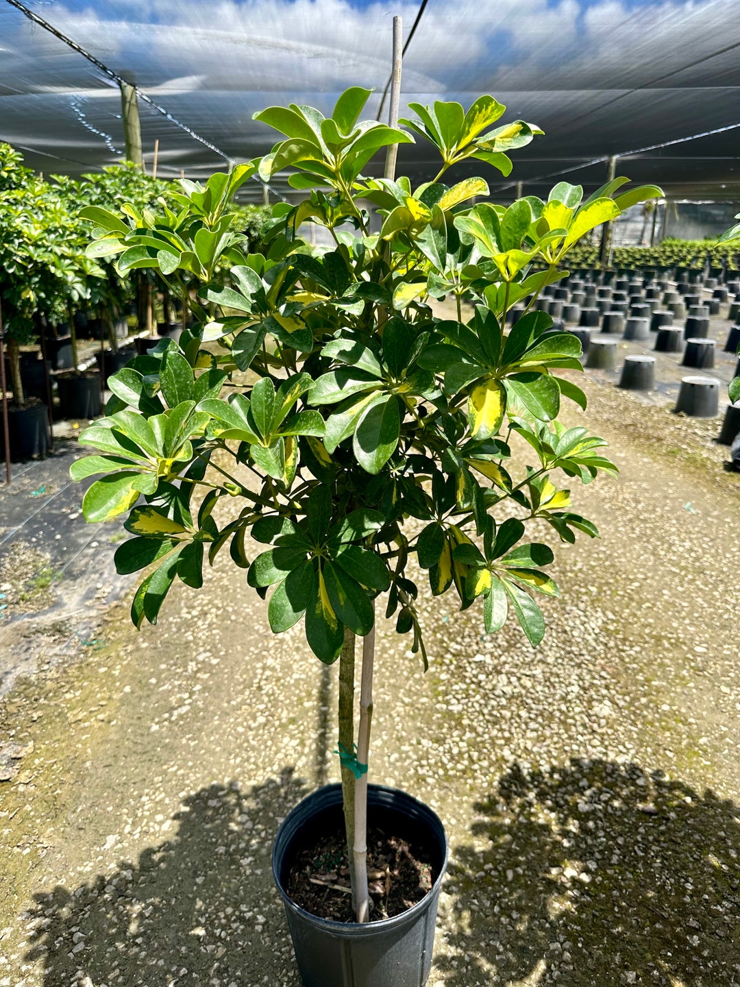 Schefflera Arboricola gold Capella, Std. 10 Pot Ships 48 Box - Etsy
