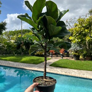 Ficus Little Sunshine, Bambino, Fiddle Leaf Fig, Dwarf Fiddle Leaf Fig ...