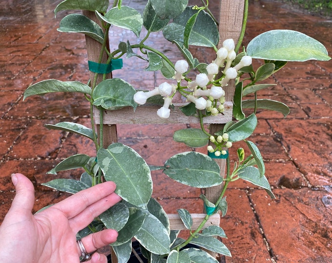 Stephanotis Floribunda ‘variegata’, Madagascar Jasmine, 10” Pot ...