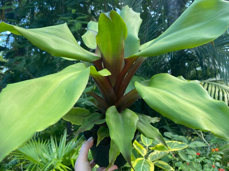 Aechmea tayoensis Bromeliad 6 Pot Large - Etsy