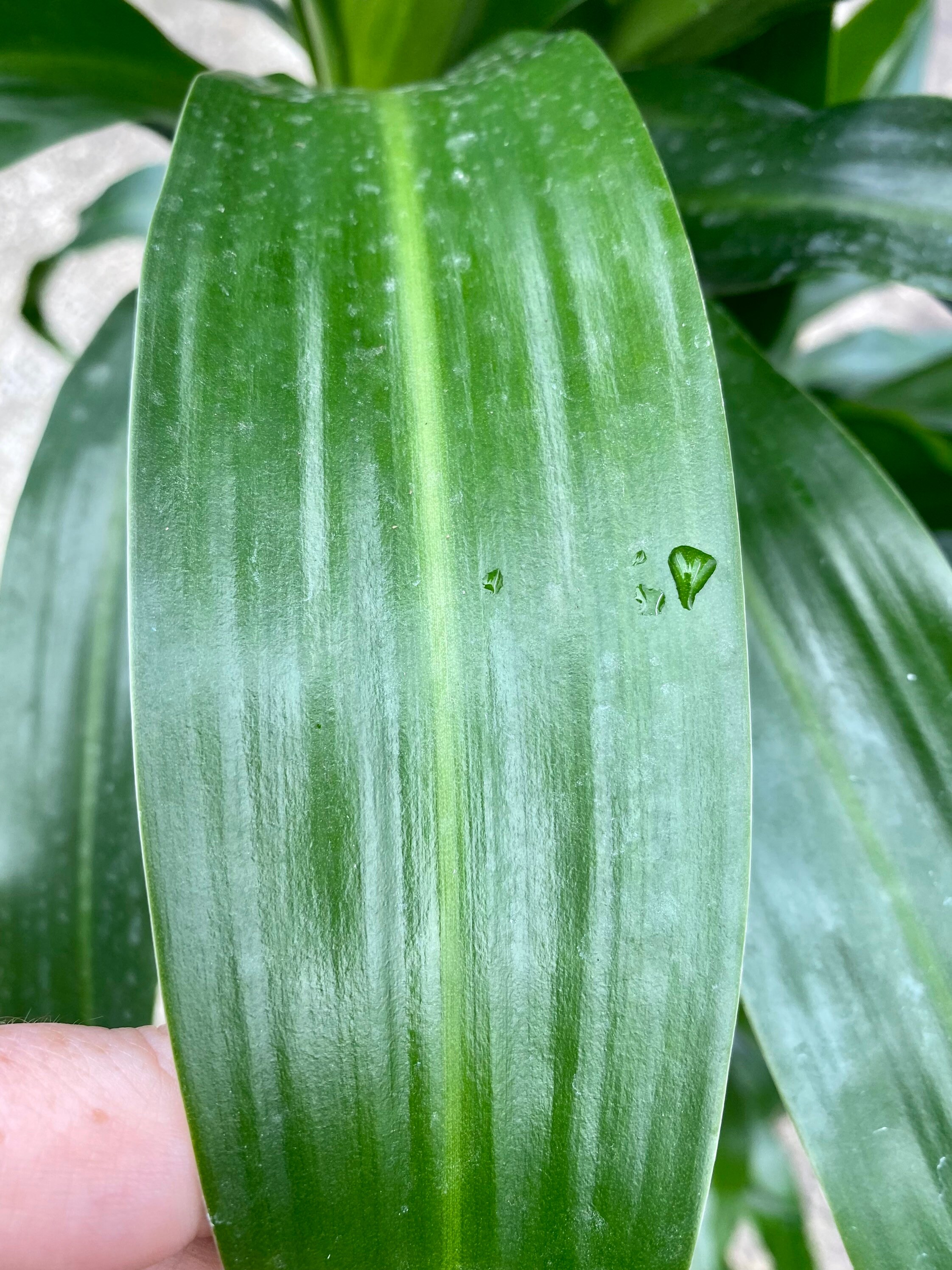 Dracaena mona Lisa 10 Pot Staggered Height 3 2 1. 48 - Etsy