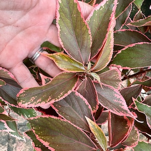 Copper Plant, Copperleaf, Acalypha ‘blaze’ Wilkesiana, 10” Pot/3 G ...