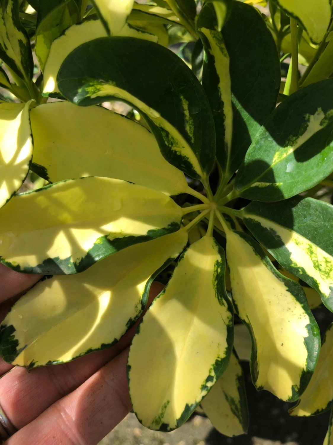 Schefflera arboricola Dazzle | Etsy