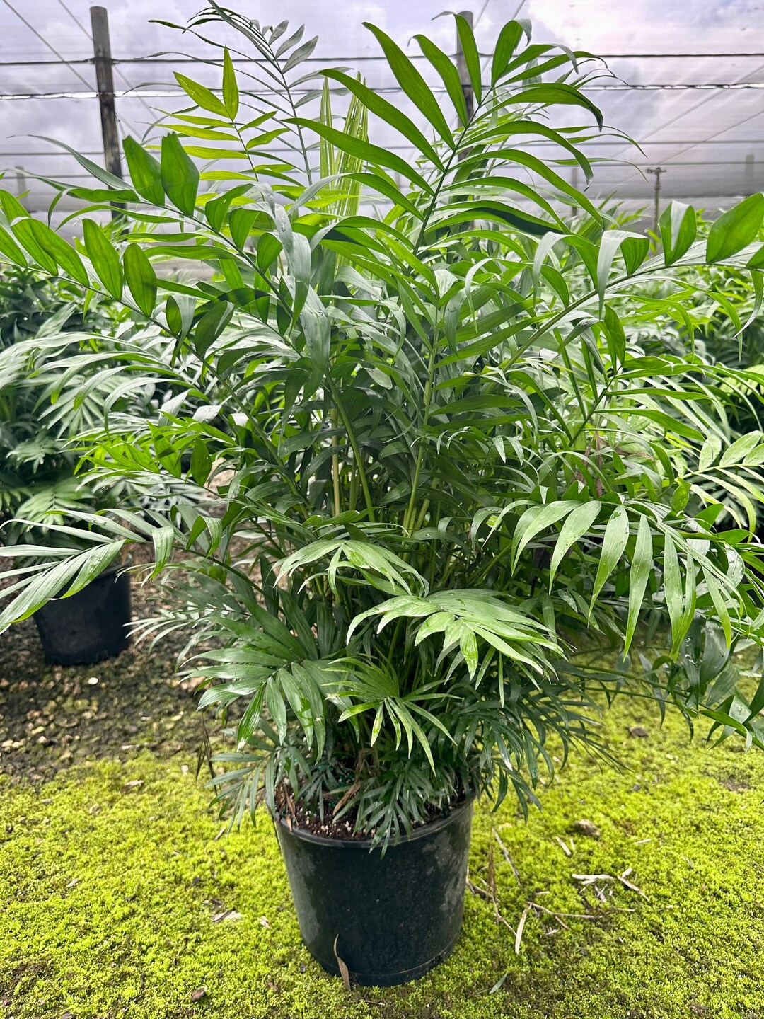 Neanthe Bella Palm, 10”pot - Chamaedorea, Parlor Palm. 36-40” Tall - Etsy