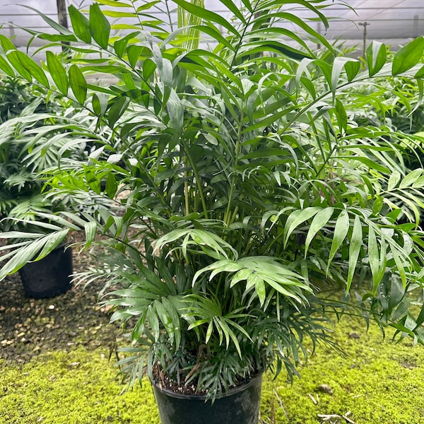 Parlor Palm Tree - Etsy