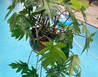 Philodendron Mayoi - Etsy