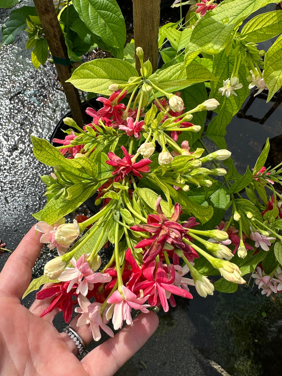 Double Rangoon Creeper, Combretum Indicum, 10” Pot - Vine/climber on ...