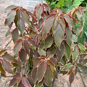 Copper Plant, Copperleaf, Acalypha ‘blaze’ Wilkesiana, 10” Pot/3 G ...