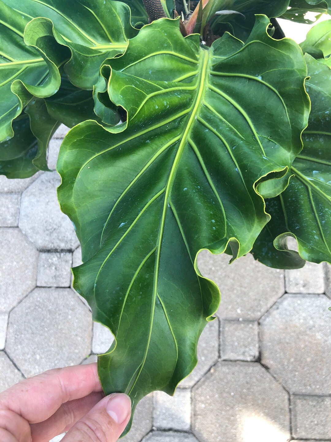 Anthurium Plowmanii Ruffles, 10” Pot. May Have Scarred Leaves. Please ...