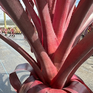 Aechmea red Rocket Bromeliad, 9 Pot - Etsy
