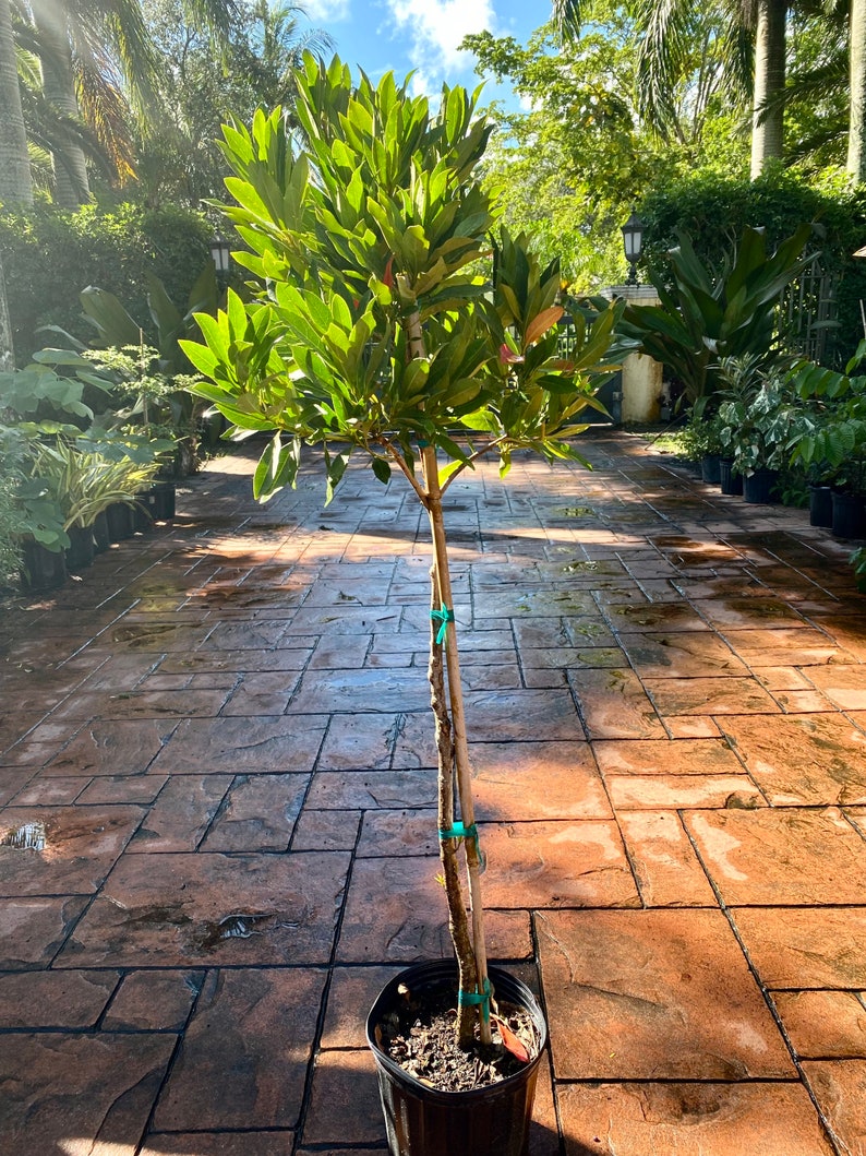 Japanese Blueberry Tree Tree Form. Elaeocarpus Decipiens . - Etsy