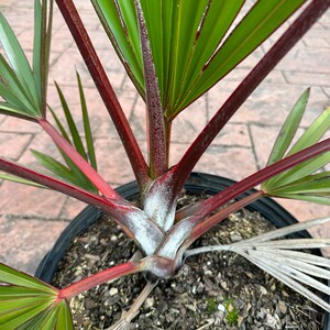 Rare Red Latan Palm, Latania Lontaroides, 10 Pot - Etsy