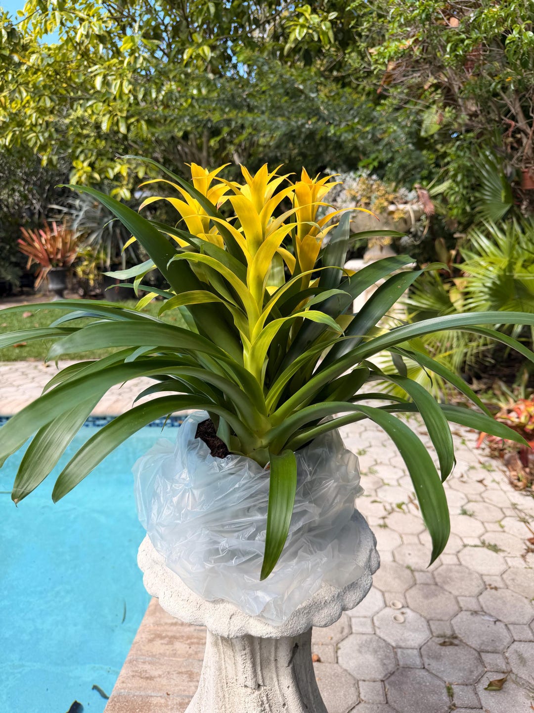 Guzmania Bromeliad Planting, 3 per Pot. 8” Pot All Yellow Colors - Etsy