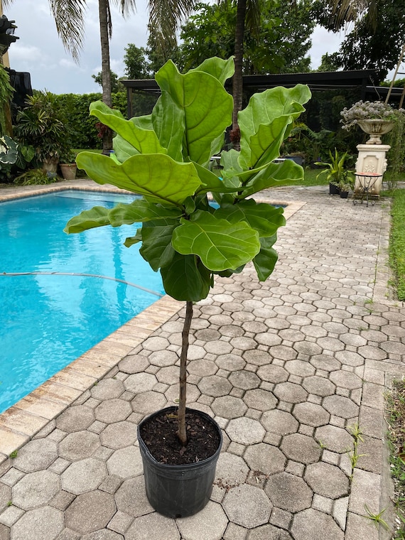 Ficus Lyrata Fiddle Leaf Fig Tree Gardening & Plants Floral & Garden ...